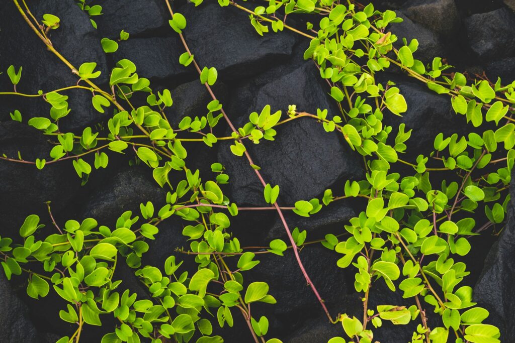 To SBTi, Or Not To SBTi? | Australia