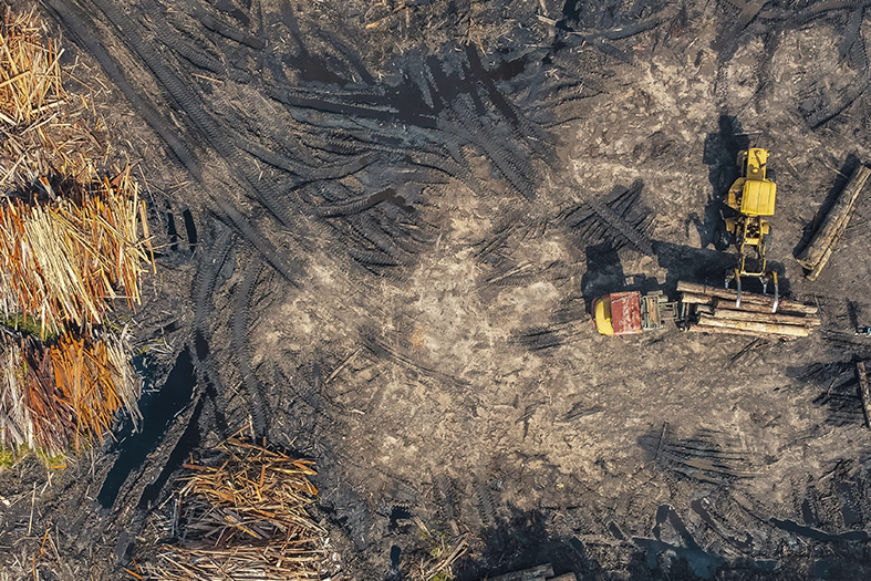 Reglamento Europeo contra la Deforestación (EURD): un desafío para los ...