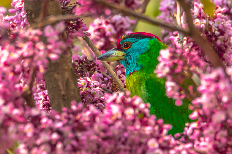 6 motivos para celebrar el Día Internacional de la Biodiversidad | España