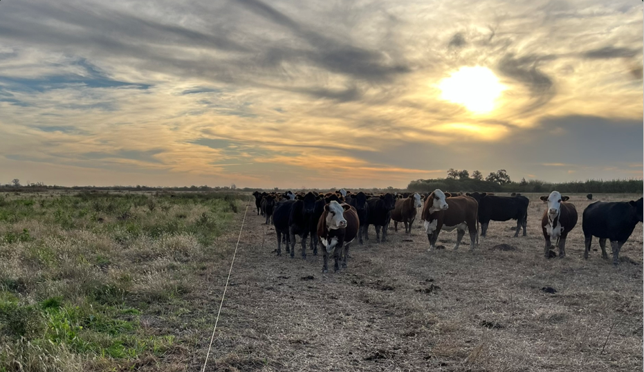 SARA Programme: Regenerative Agriculture In Latin America