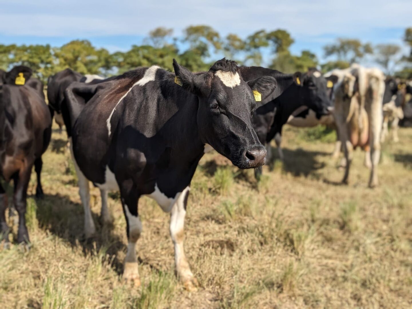 SARA Programme: Regenerative Agriculture In Latin America