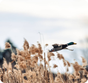 GreenTrees Reforestation Project, America | Anthesis Group