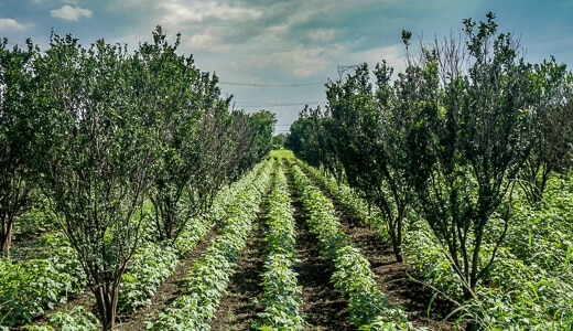 Agroforestry In India | Anthesis Global