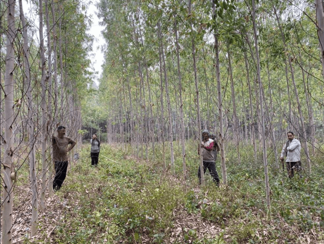Agroforestry In India | Anthesis Global