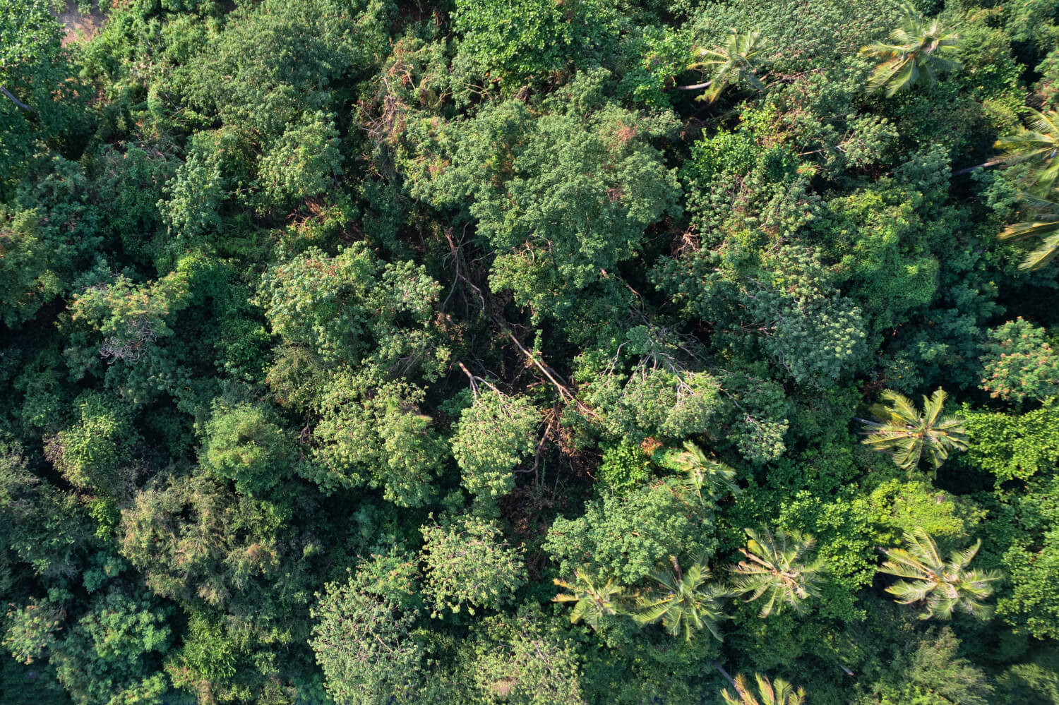 Keo Seima REDD+ Project | Anthesis Global